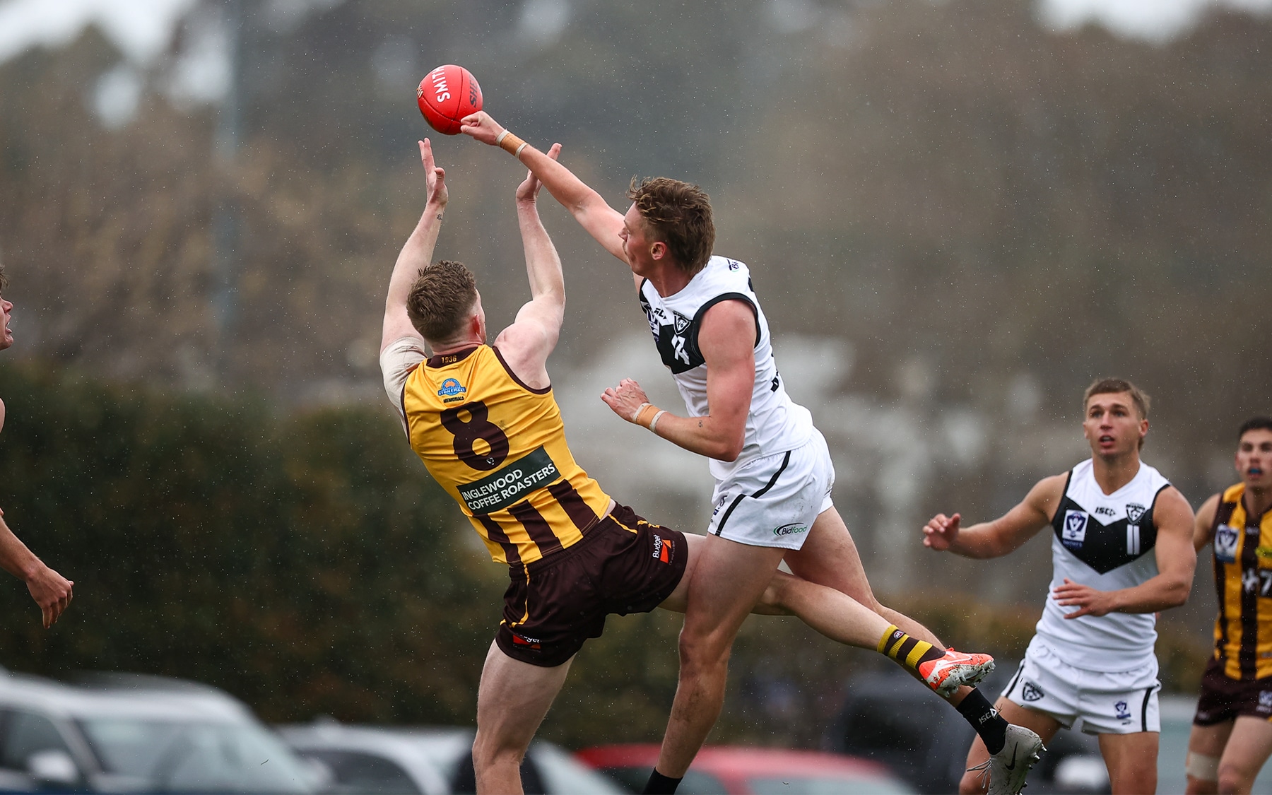 VFL Match Report: Sharks ground Hawks