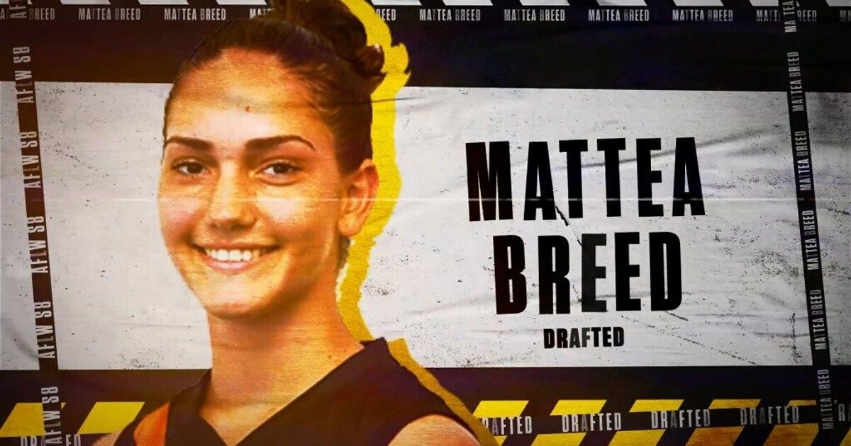 A Different Breed of Hawk! | Mattea Breed Highlights